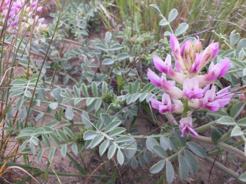 Wildflowers